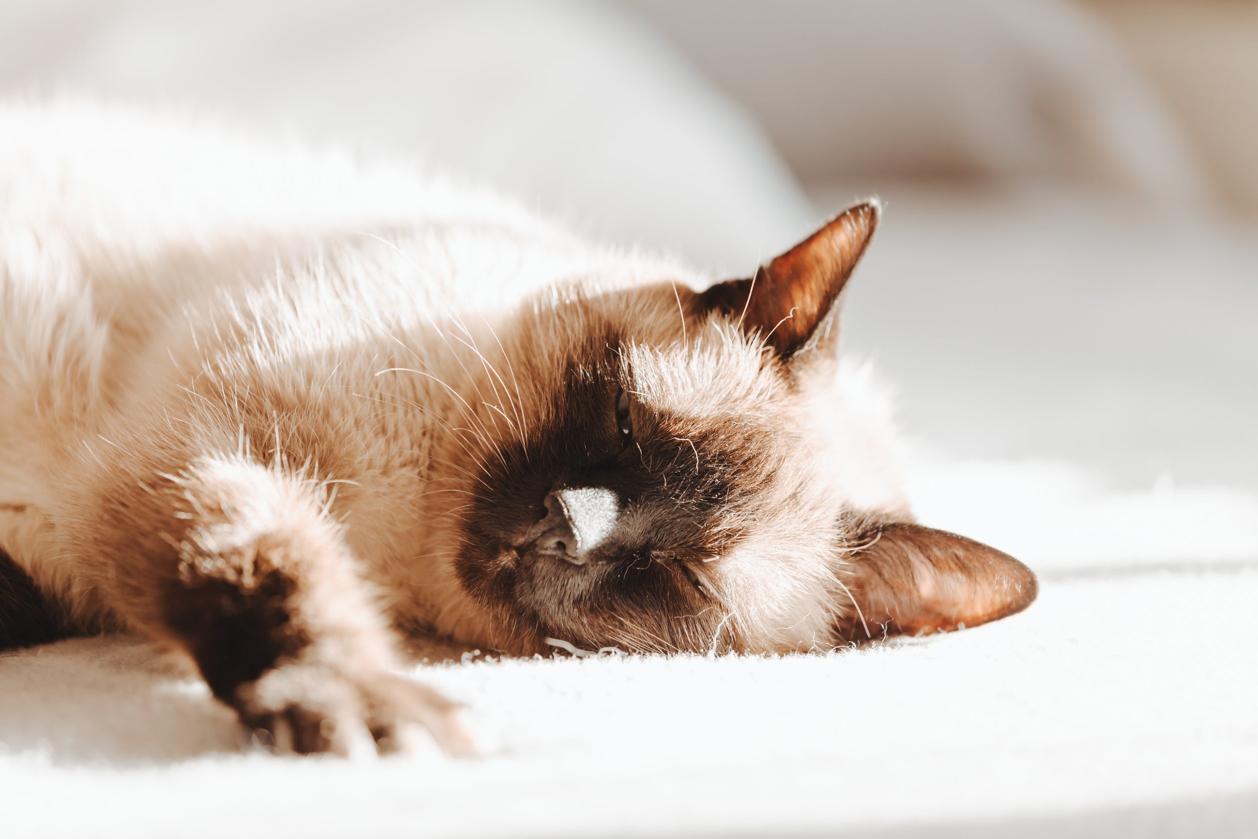 Catálogo – Biozoo