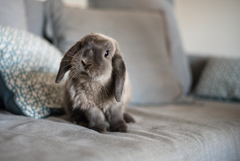 Catálogo – Biozoo