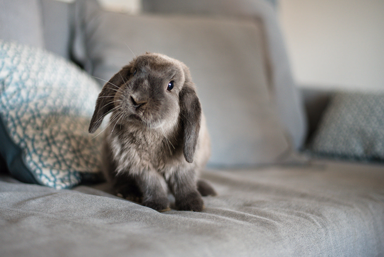 Catálogo – Biozoo